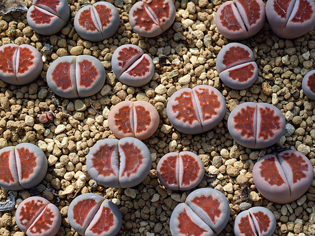 Lithops karasmontana `Top Red' | Matunai illustrated Succulents PART1