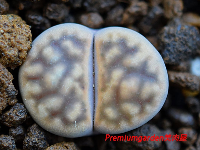 C143A Lithops karasmontana ssp. bella | Matunai illustrated Succulents ...