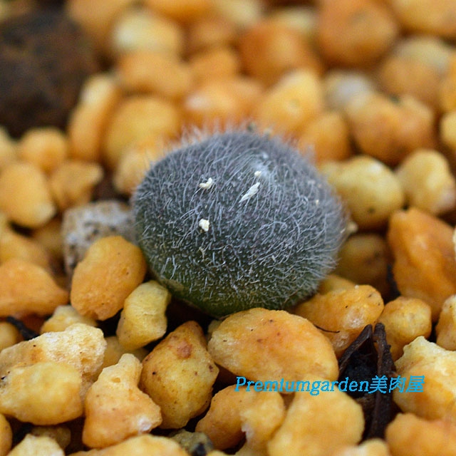 Conophytum depressum | Matunai illustrated Succulents PART1