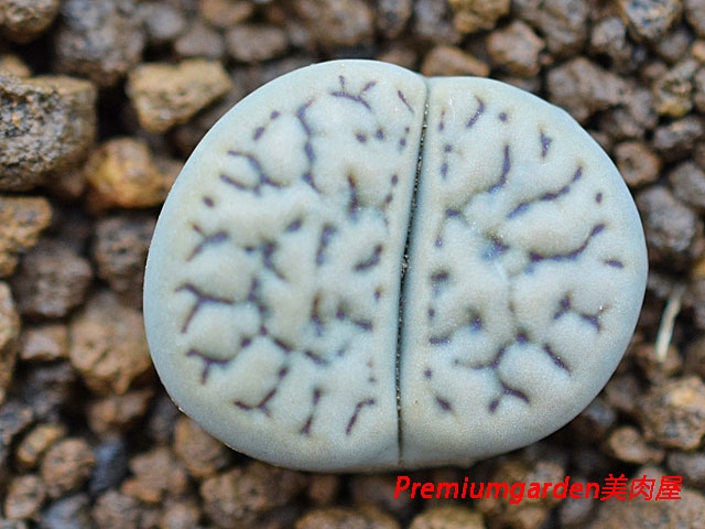 C283 Lithops bromfieldii v. mennellii | Matunai illustrated Succulents ...