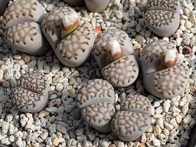 C121 Lithops julii ssp. fulleri v. fulleri | Matunai illustrated Succulents PART1