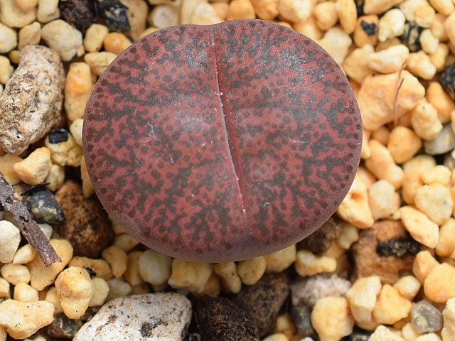 Lithops : ページ13 | Matunai illustrated Succulents PART1