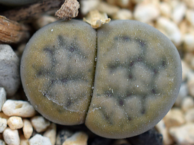 C107 Lithops schwantesii ssp. schwantesii v. urikosensis (syn ...