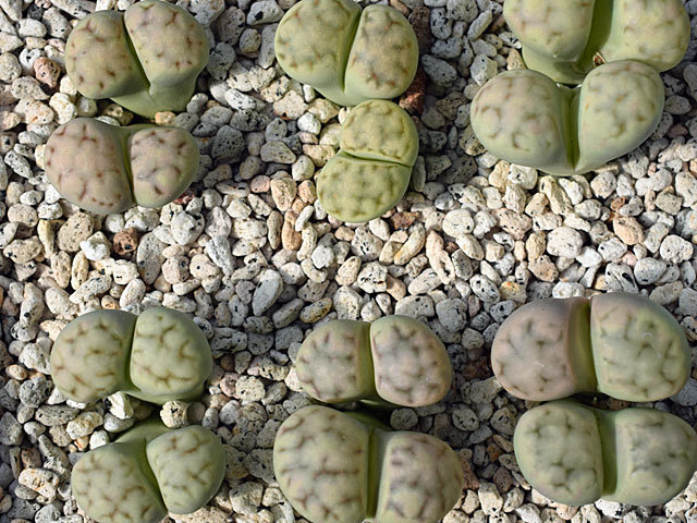 C370A Lithops karasmontana ssp. eberlanzii 'Avocado Cream' | Matunai ...