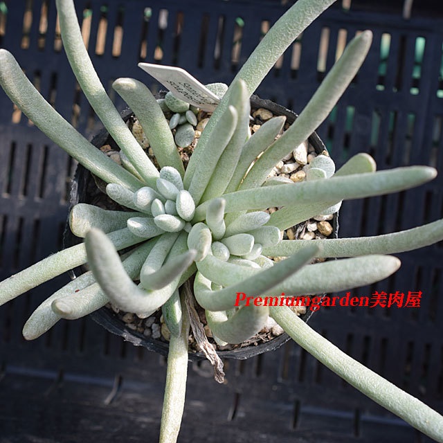 Senecio scaposus | Matunai illustrated Succulents PART1