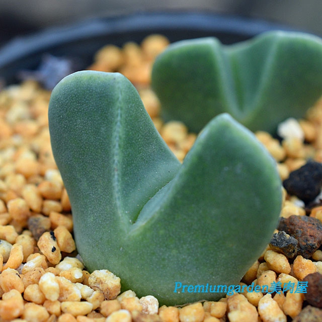 Conophytum herreanthus | Matunai illustrated Succulents PART1