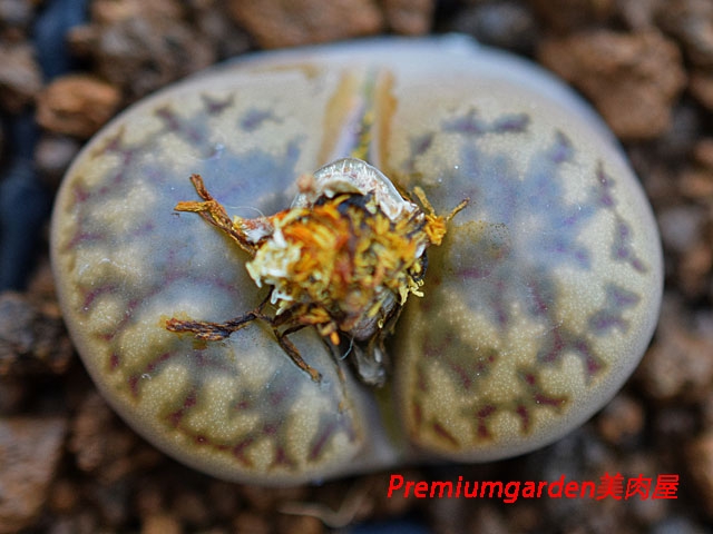 C279 Lithops bromfieldii v. bromfieldii | Matunai illustrated ...