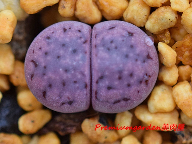 C369A Lithops karasmontana 'Purper' | Matunai illustrated Succulents PART1