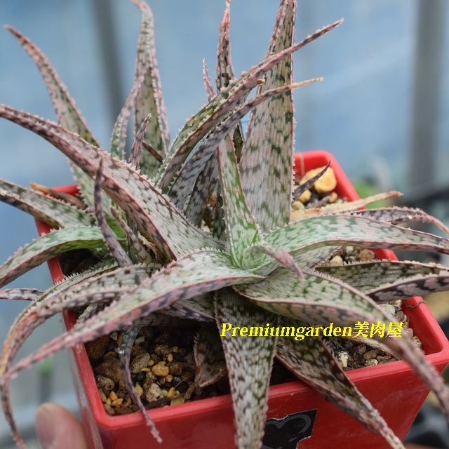 Aloe Snowflake | Matunai illustrated Succulents PART1