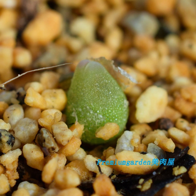 Conophytum ratum | Matunai illustrated Succulents PART1