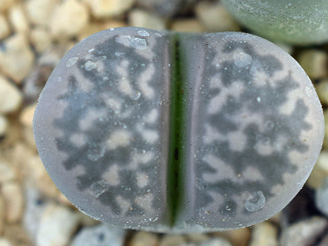 Lithops marmorata ex Fritz (pale yellow flower) | Matunai illustrated ...