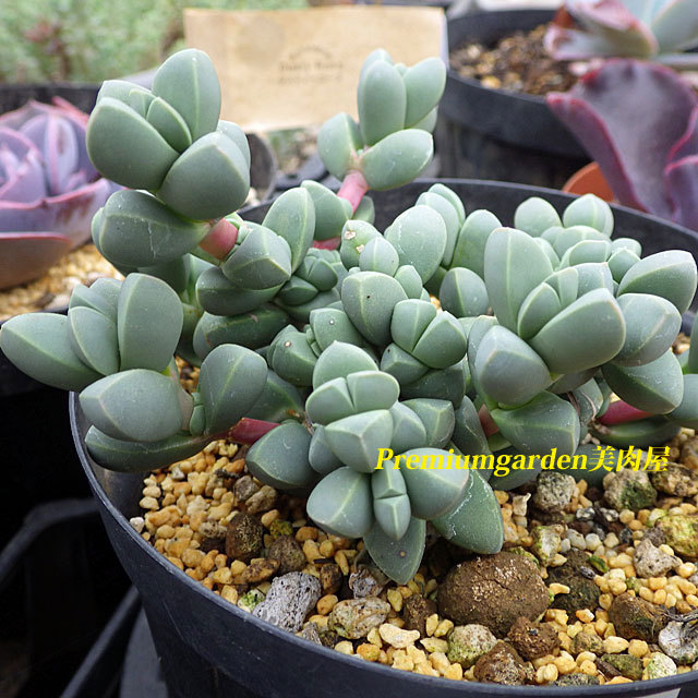 Astridia | Matunai illustrated Succulents PART1