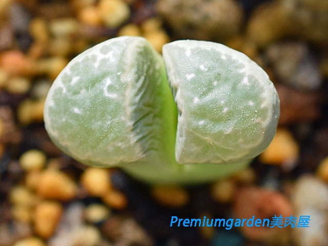 Lithops naureeniae | Matunai illustrated Succulents PART1