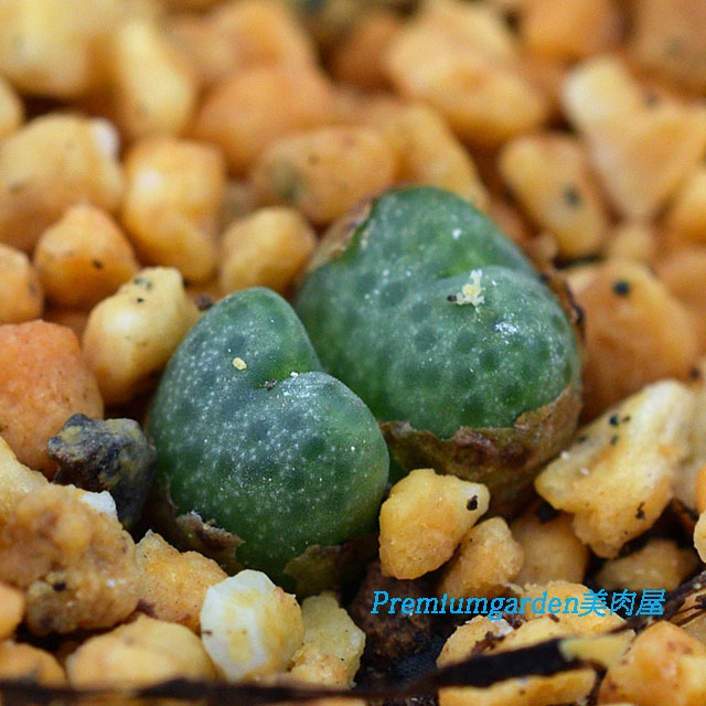 Conophytum marginatum | Matunai illustrated Succulents PART1