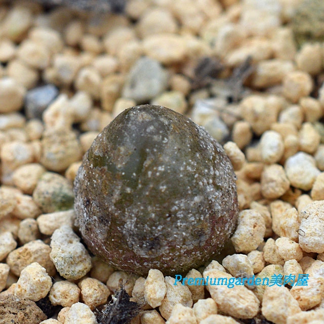 Conophytum burgeri | Matunai illustrated Succulents PART1