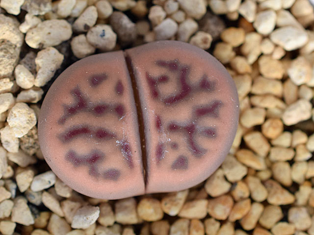 C326 Lithops dinteri ssp. multipunctata | Matunai illustrated Succulents PART1