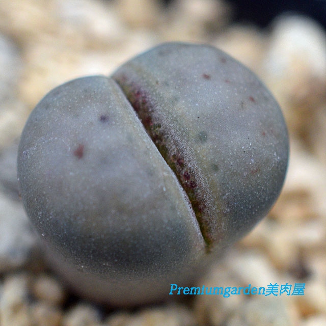 Lithops schwantesii Blue Moon | Matunai illustrated Succulents PART1