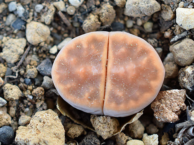 Lithops karasmontana ssp. bella 'Fenestrata' | Matunai illustrated ...