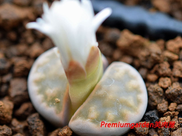 C285 Lithops karasmontana ssp. bella | Matunai illustrated Succulents PART1