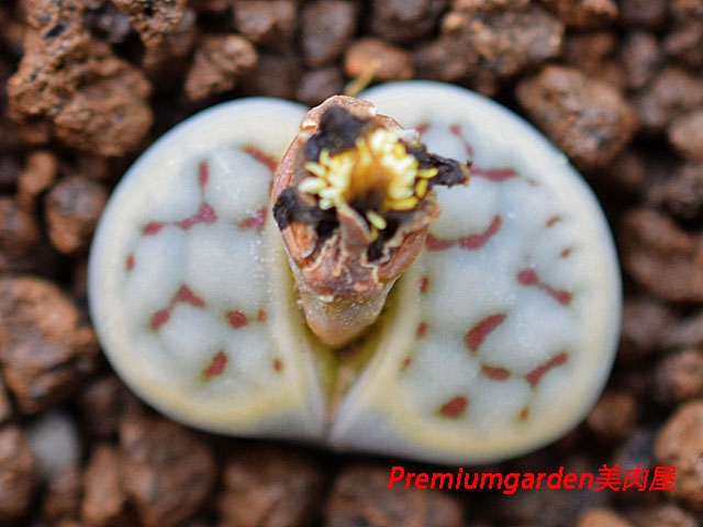 C143B Lithops schwantesii ssp. schwantesii v. schwantesii | Matunai ...