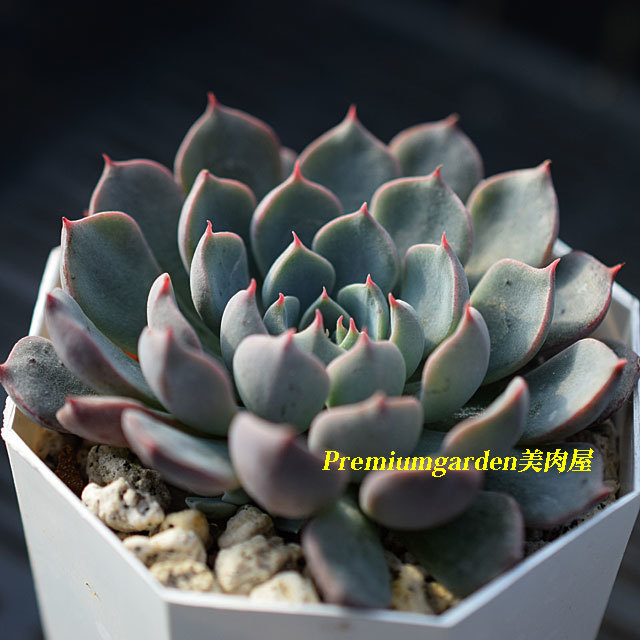 Taciveria bluesky | Matunai illustrated Succulents PART1