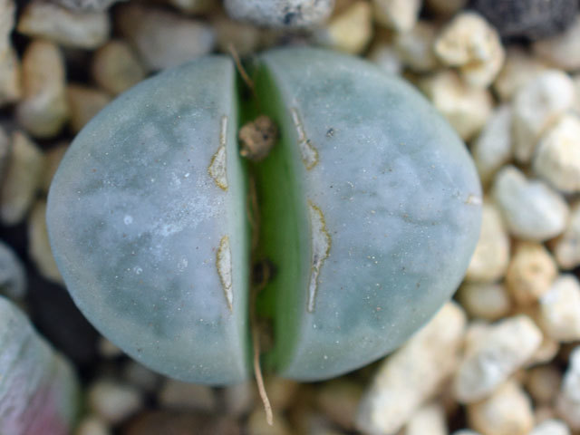 C272 Lithops meyeri | Matunai illustrated Succulents PART1