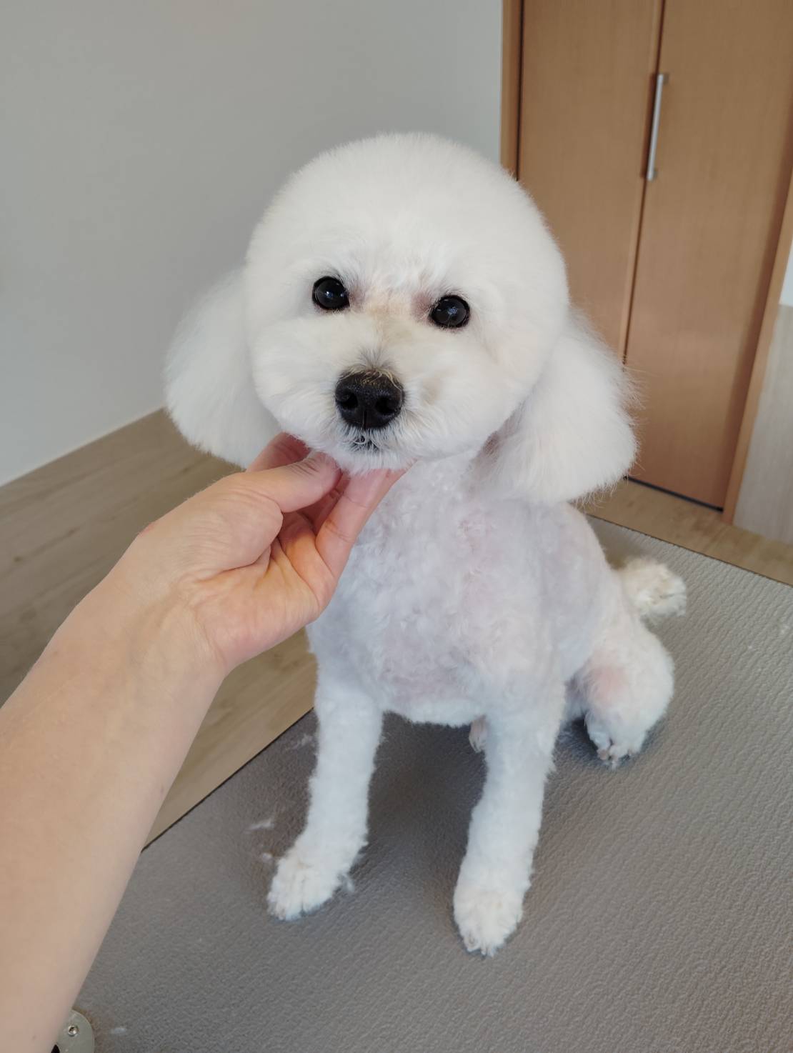 かわいいお客様たち | Dog salon Haru