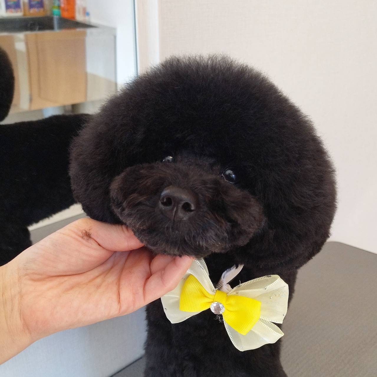 かわいいお客様たち | Dog salon Haru