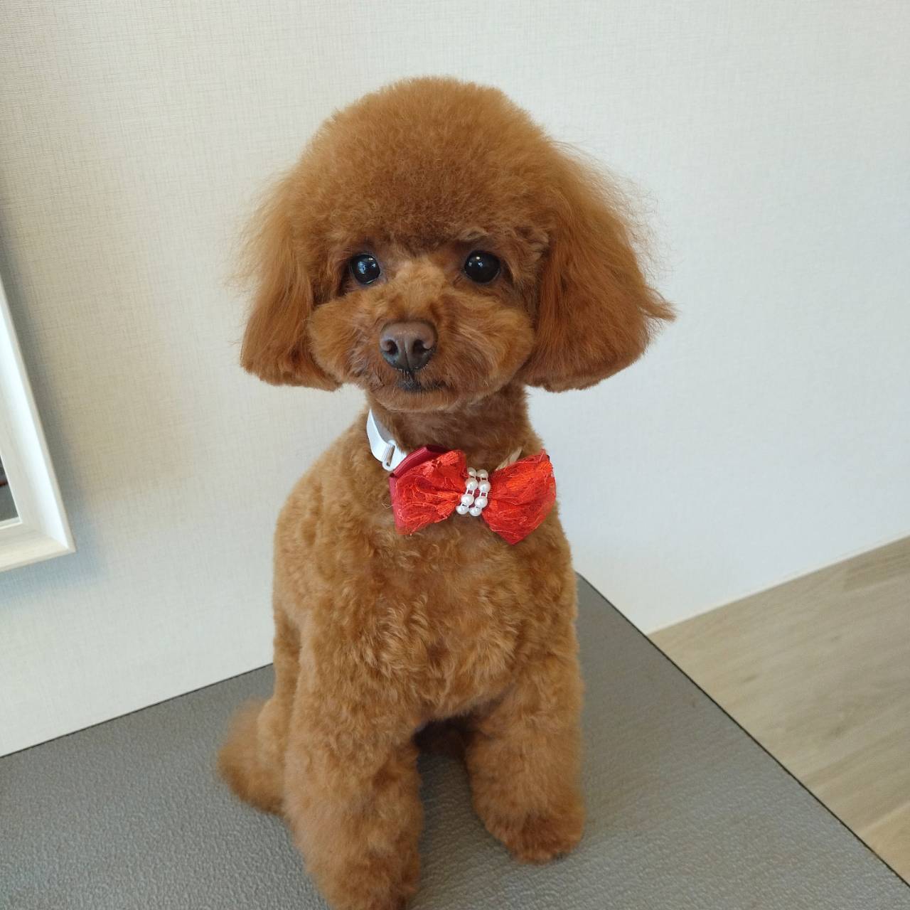 かわいいお客様たち | Dog salon Haru