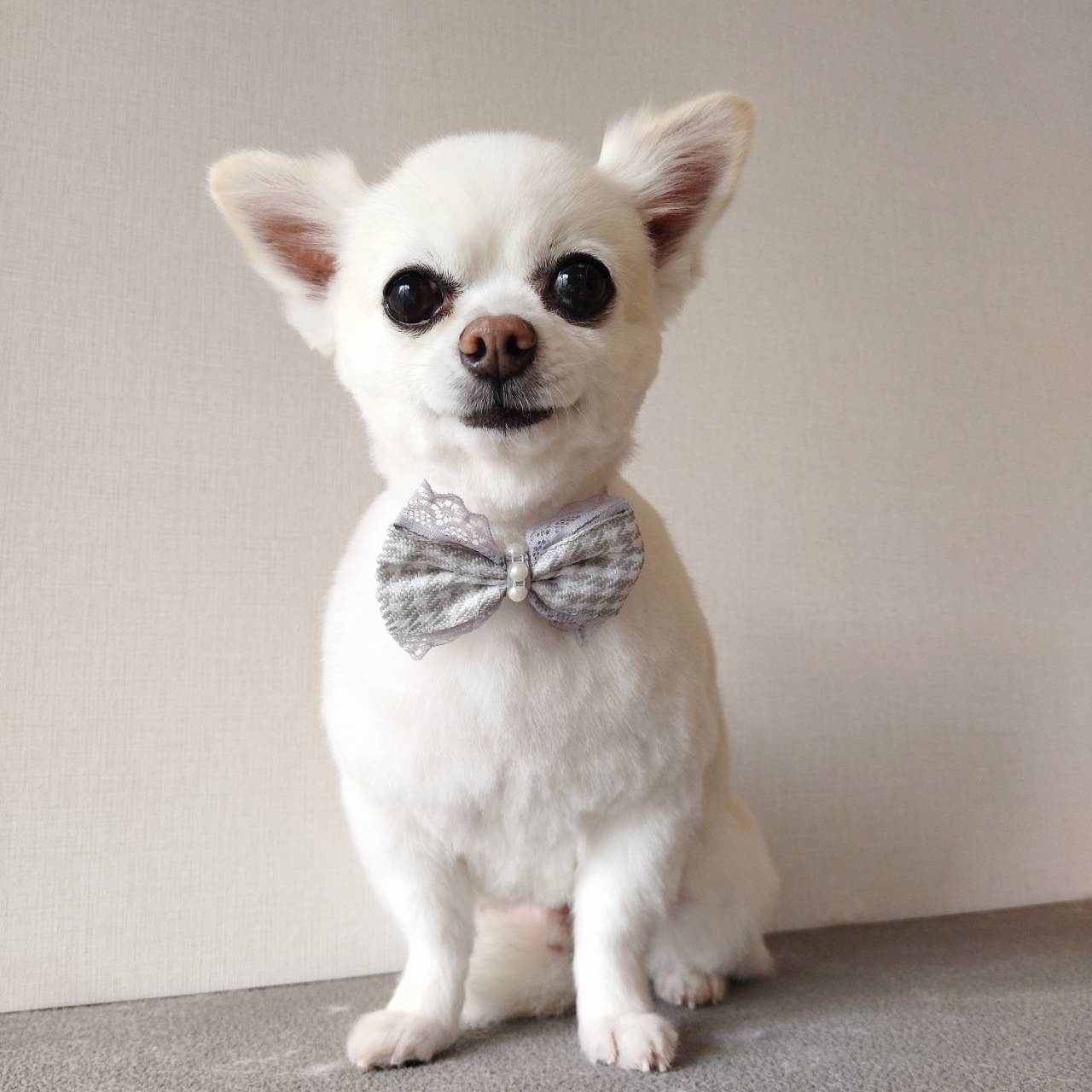 かわいいお客様たち | Dog salon Haru