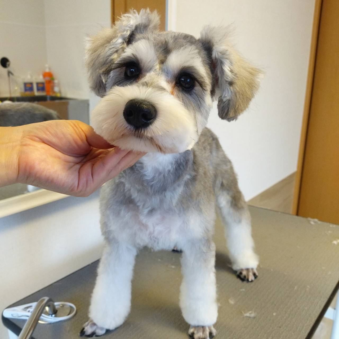 かわいいお客様たち | Dog salon Haru