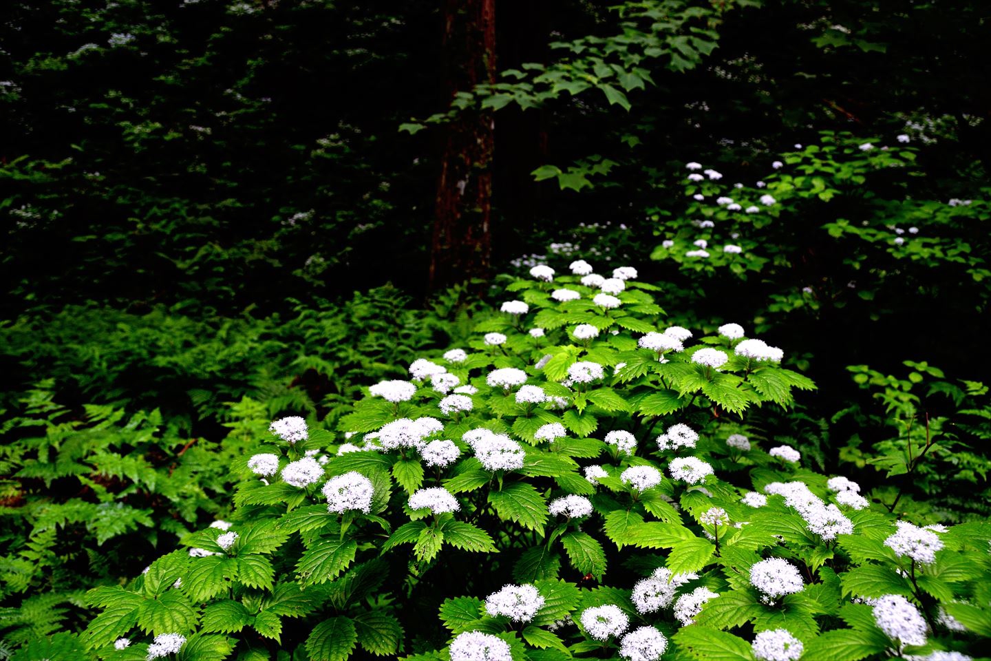 | ギャラリー山来夢Ⅱ