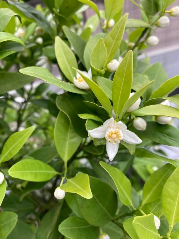 大和橘の花 | Noboru's Ownd