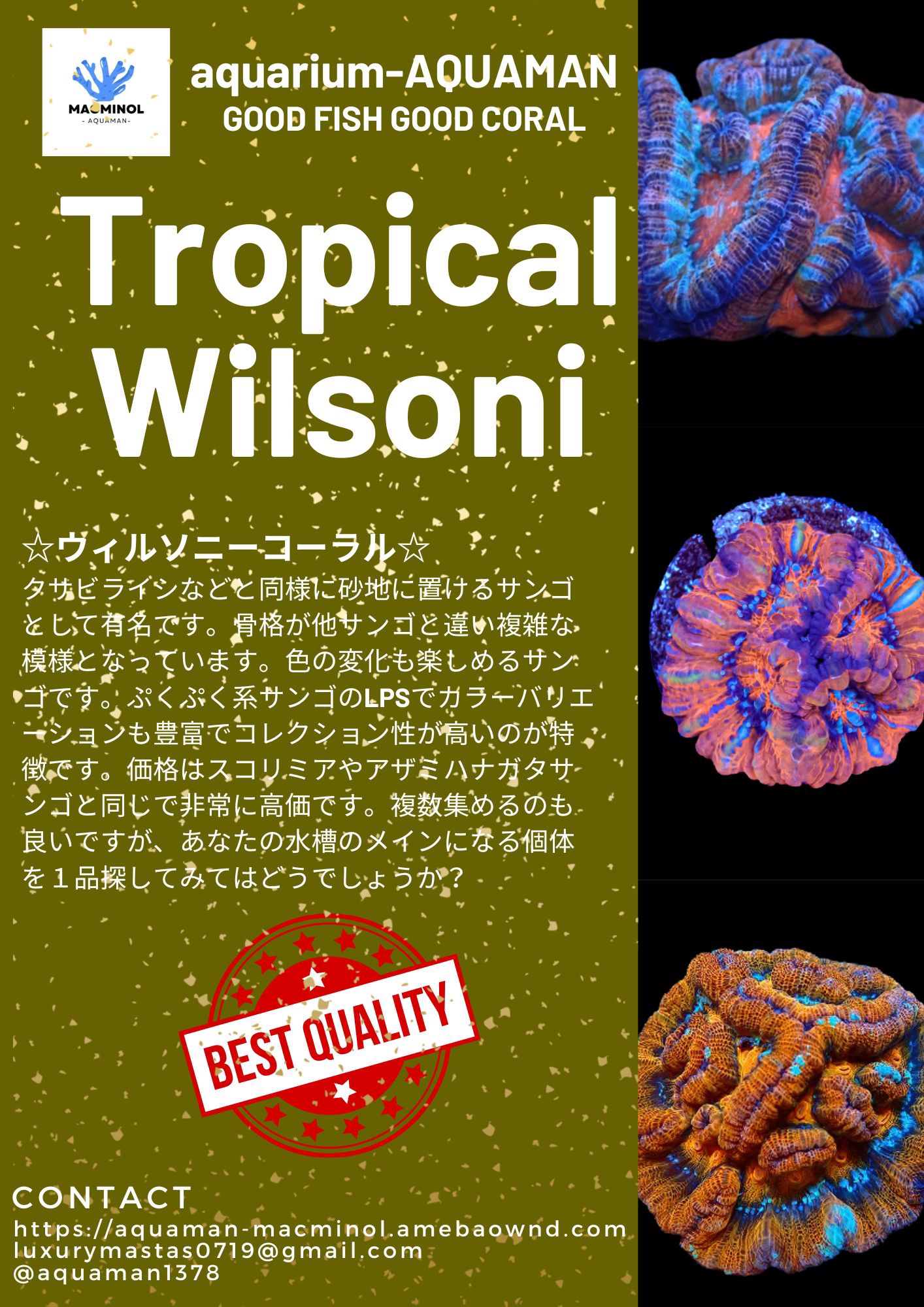 Charm of the tropical wilsoni | aquarium AQUAMAN