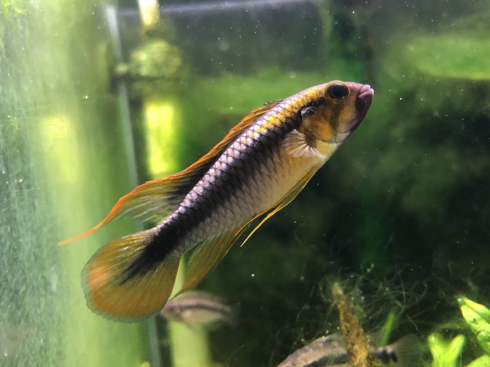 GLAYな日〜AP.cf.sp.ヴィルヘルミー | キンメの毎日