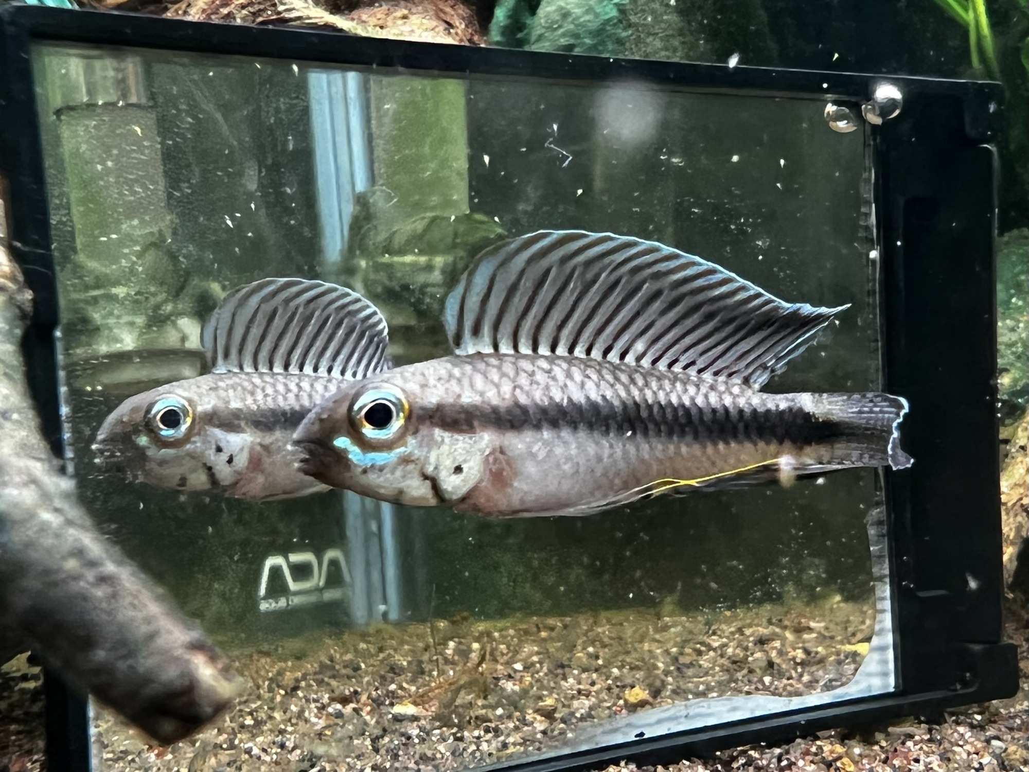 繁殖開始〜AP.sp.イサナ | キンメの毎日