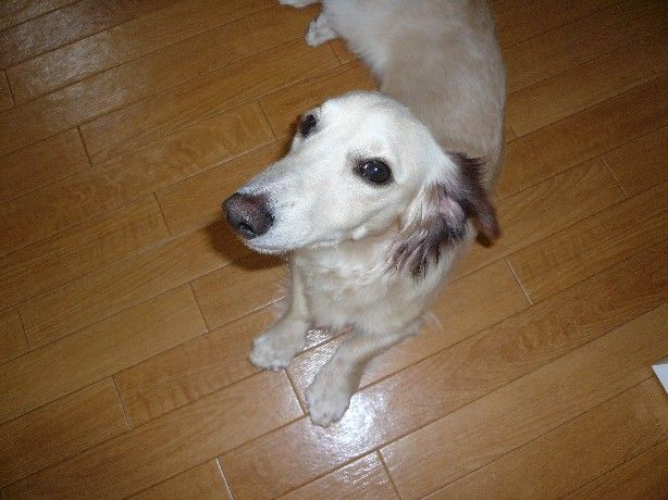 アクセスは、6日から8日まで休みです。 | アクセスエボリューション目黒店 access-ev MEGURO