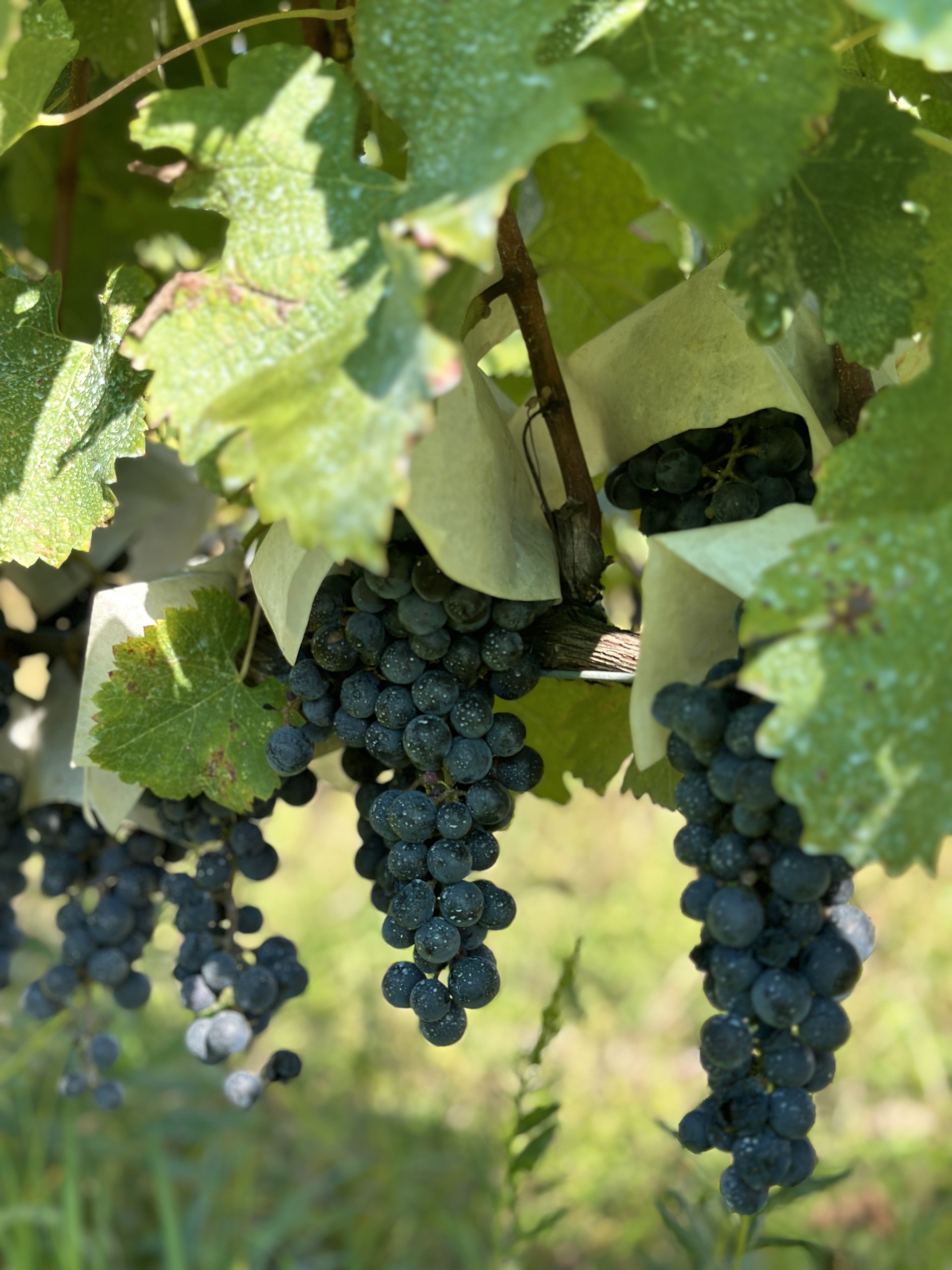 Policy | TOMORROW WINES