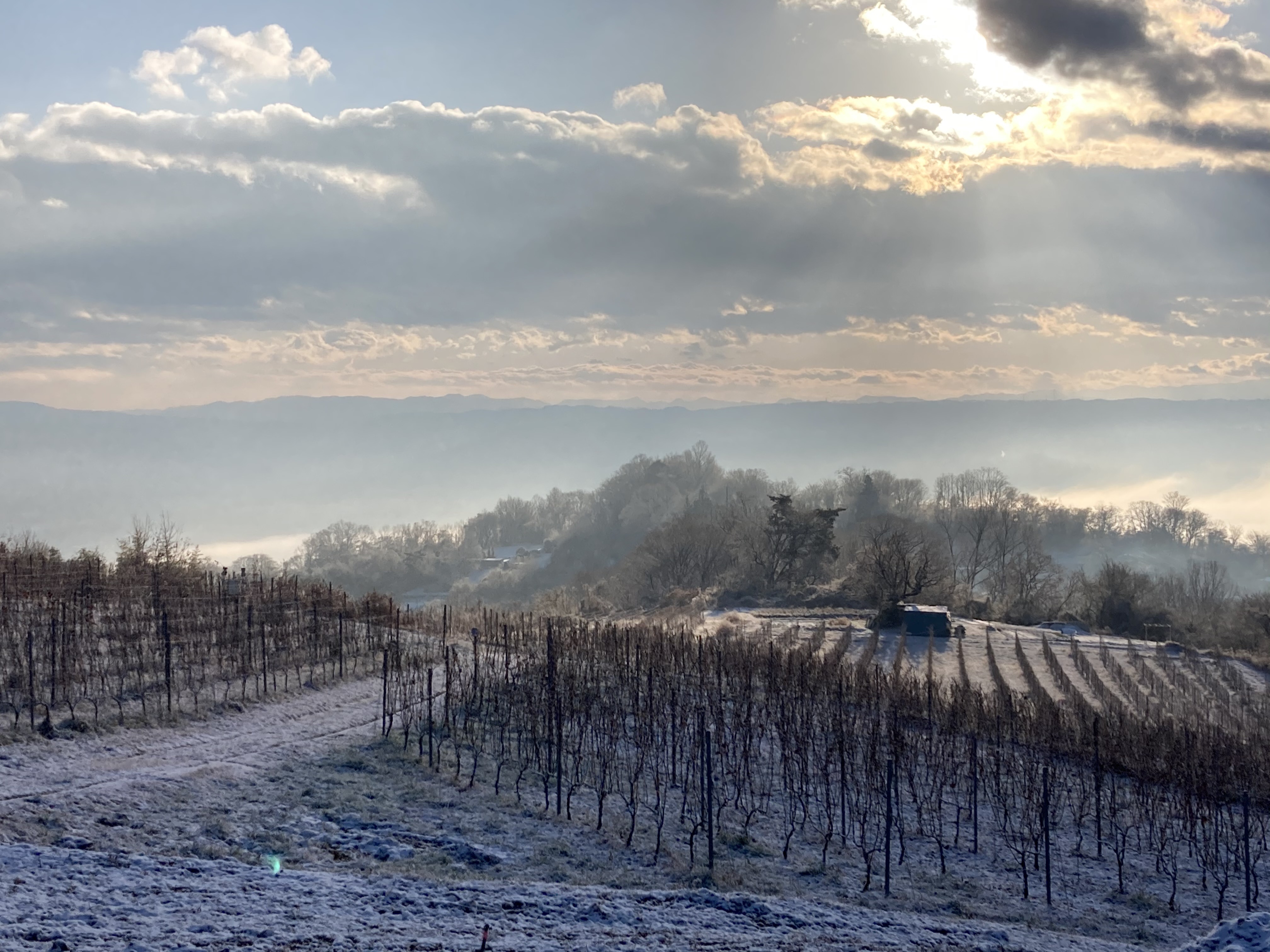 About Us | TOMORROW WINES