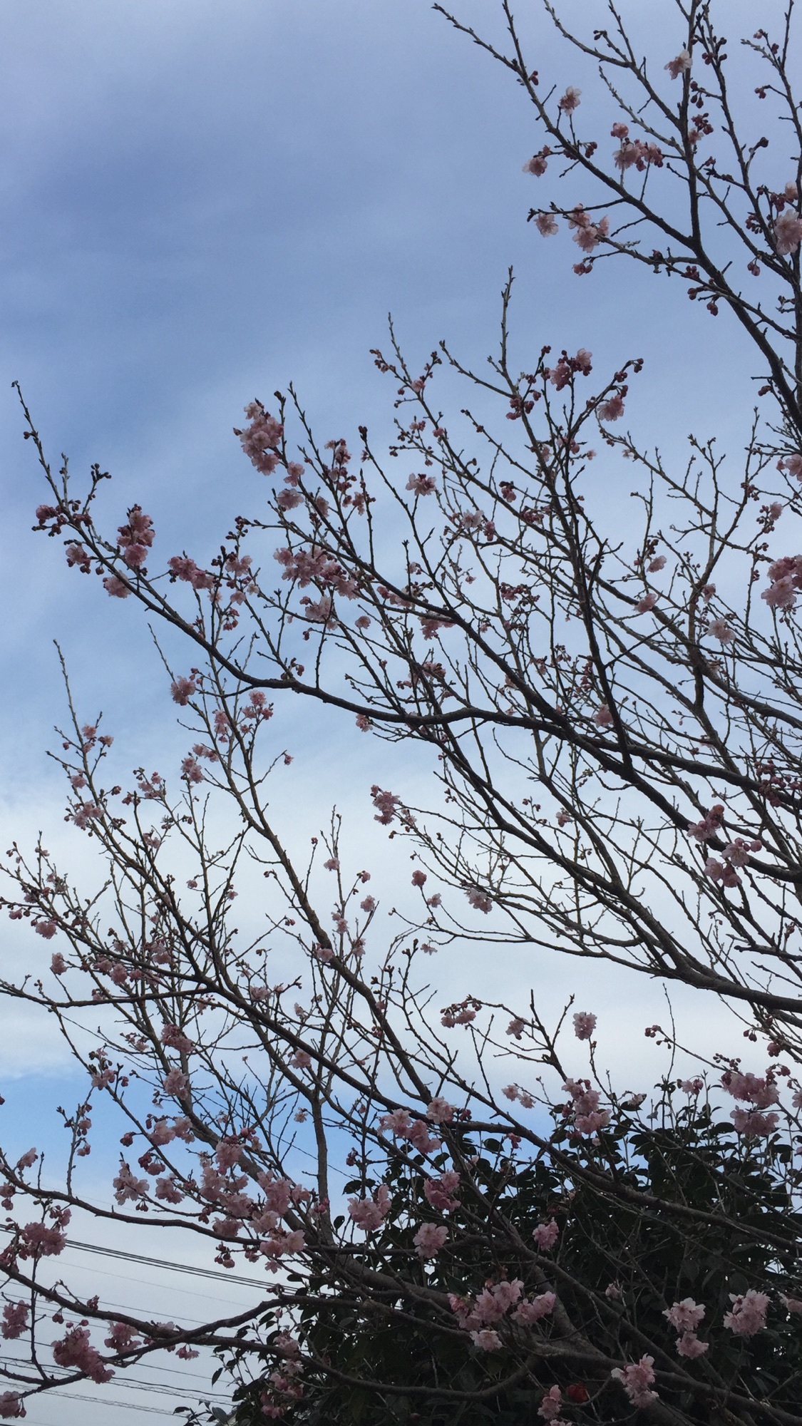 春はもうすぐ^_^ | Logi hair design 山下 博史