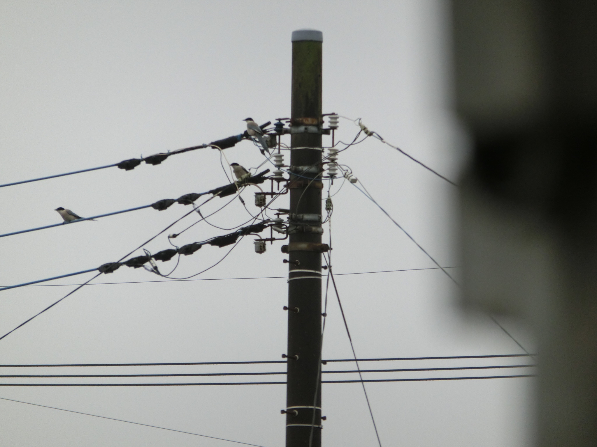 朝から可愛い | HIROYAN's 雑録