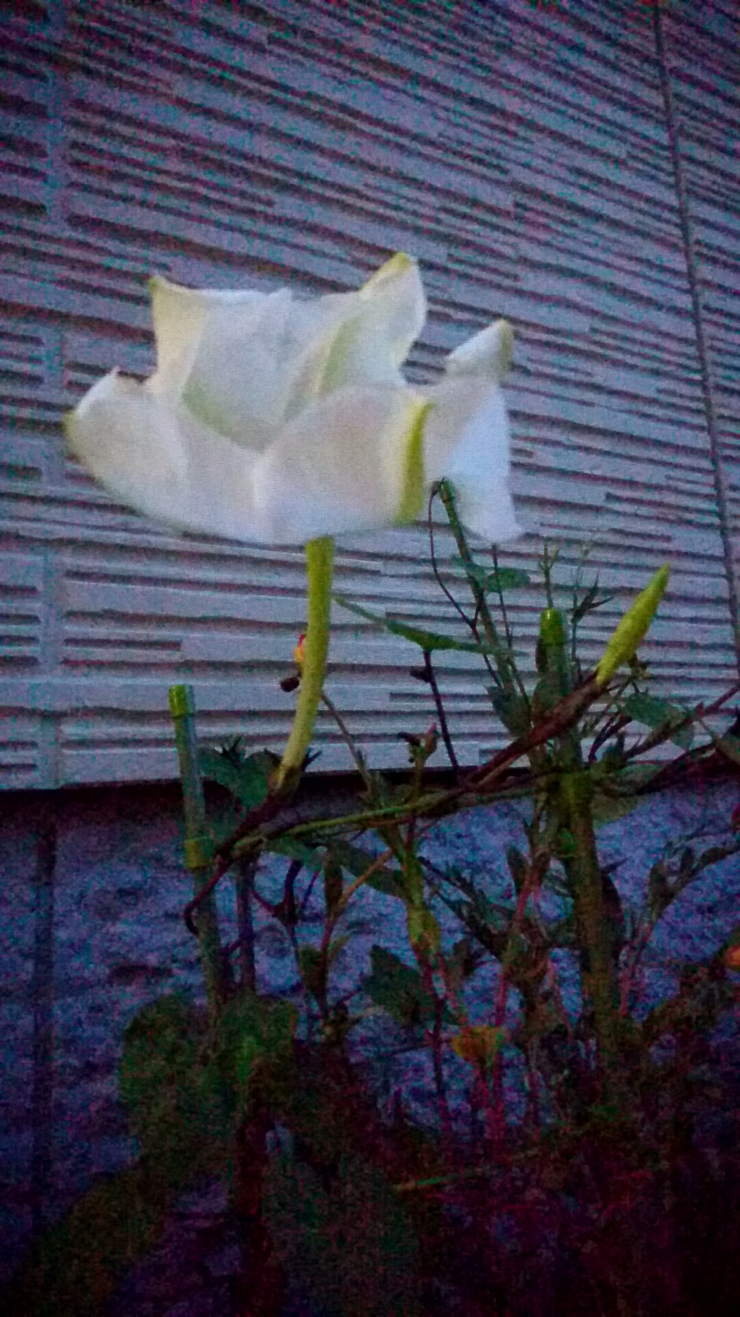 やっと | HIROYAN's 雑録