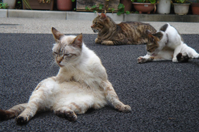 東京ドーム | SHIBAKEN's mobility diary～2018～