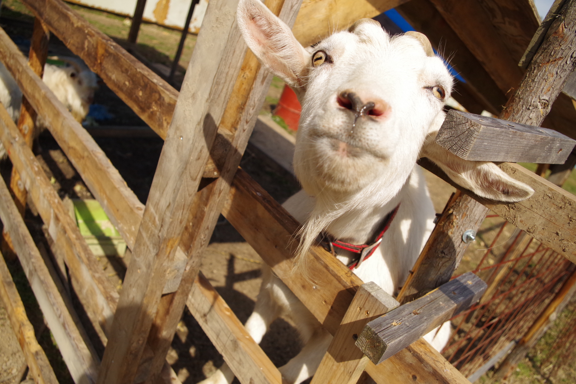 GOAT | Goats Project