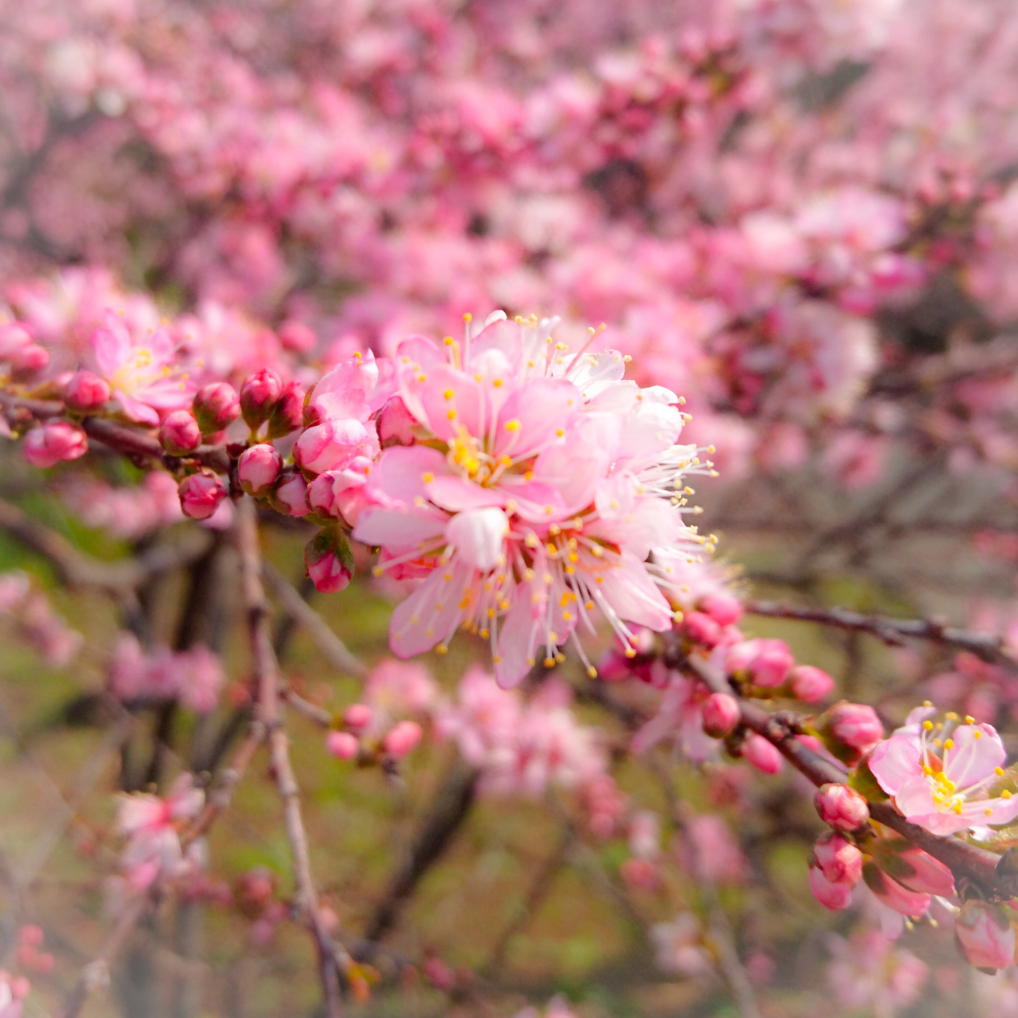 015_Spring | Compas Del Oceano