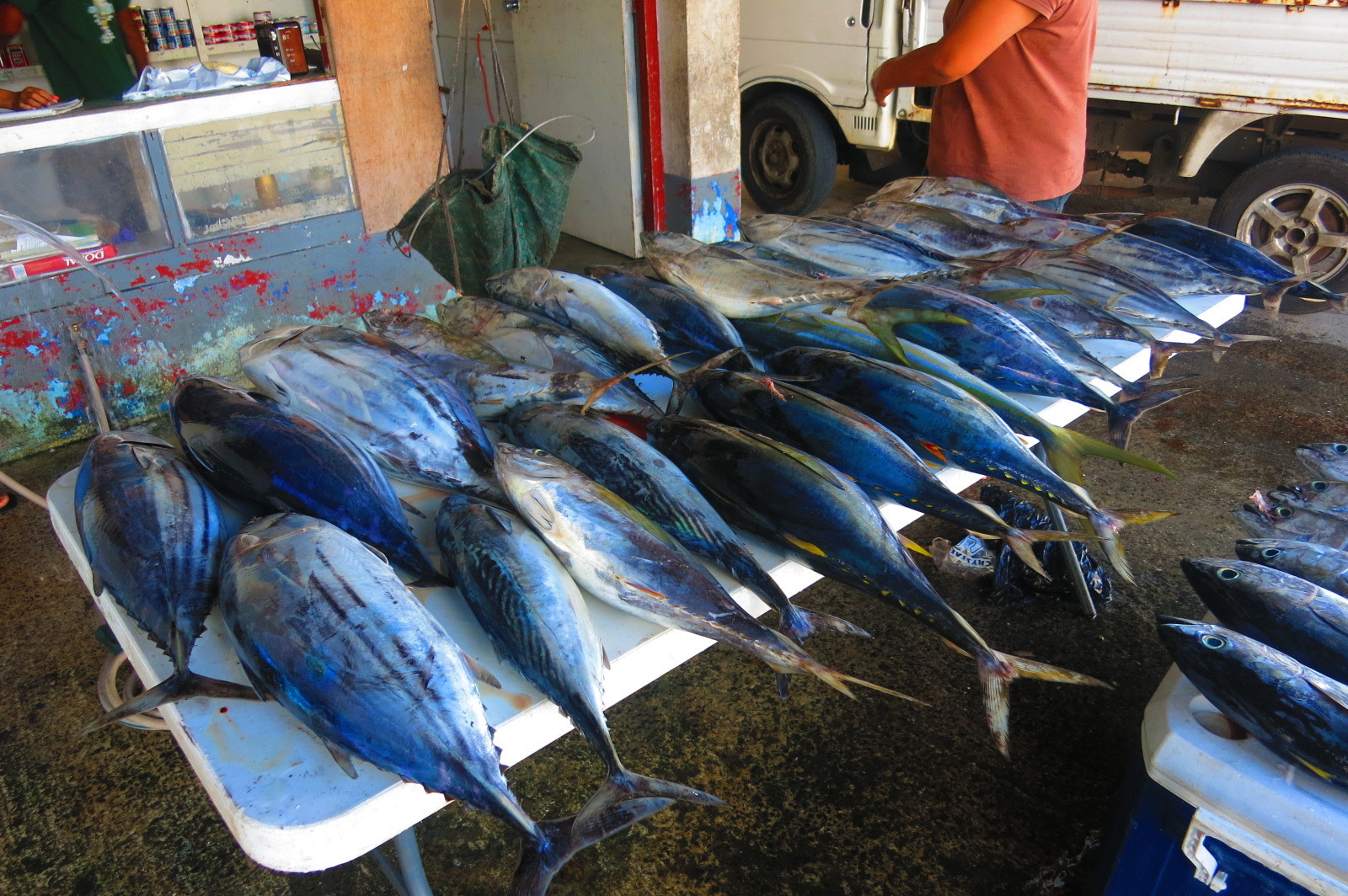 Plenty fishes | 2nd Pohnpei Life
