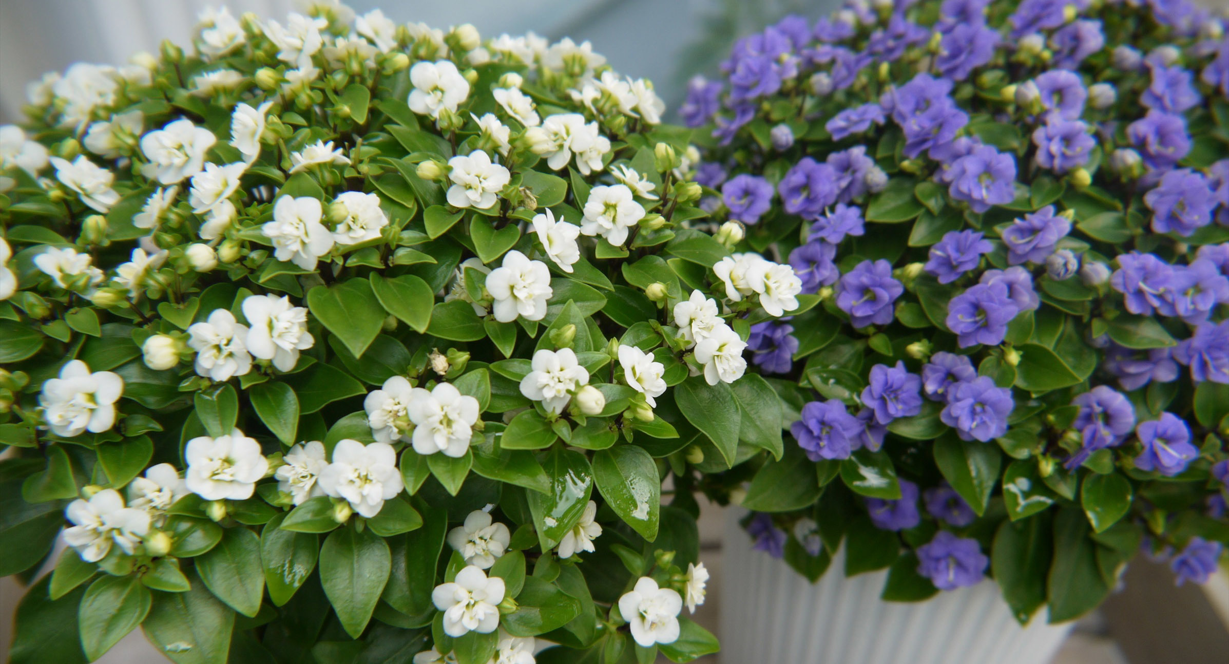 Fuji Flora Gardenjoy