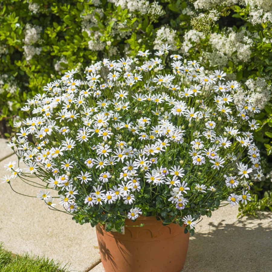 Fuji Flora Gardenjoy