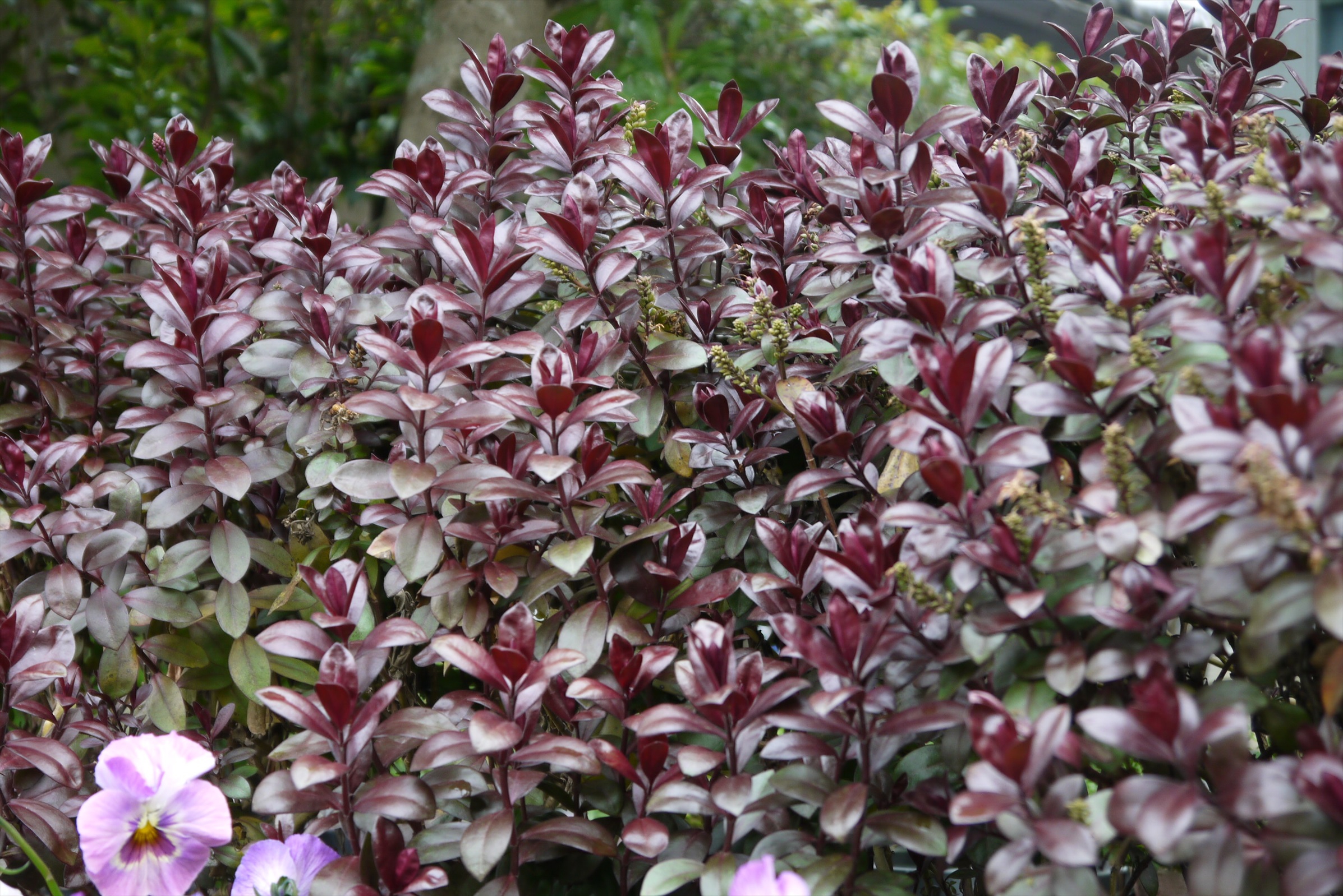 Fuji Flora Gardenjoy