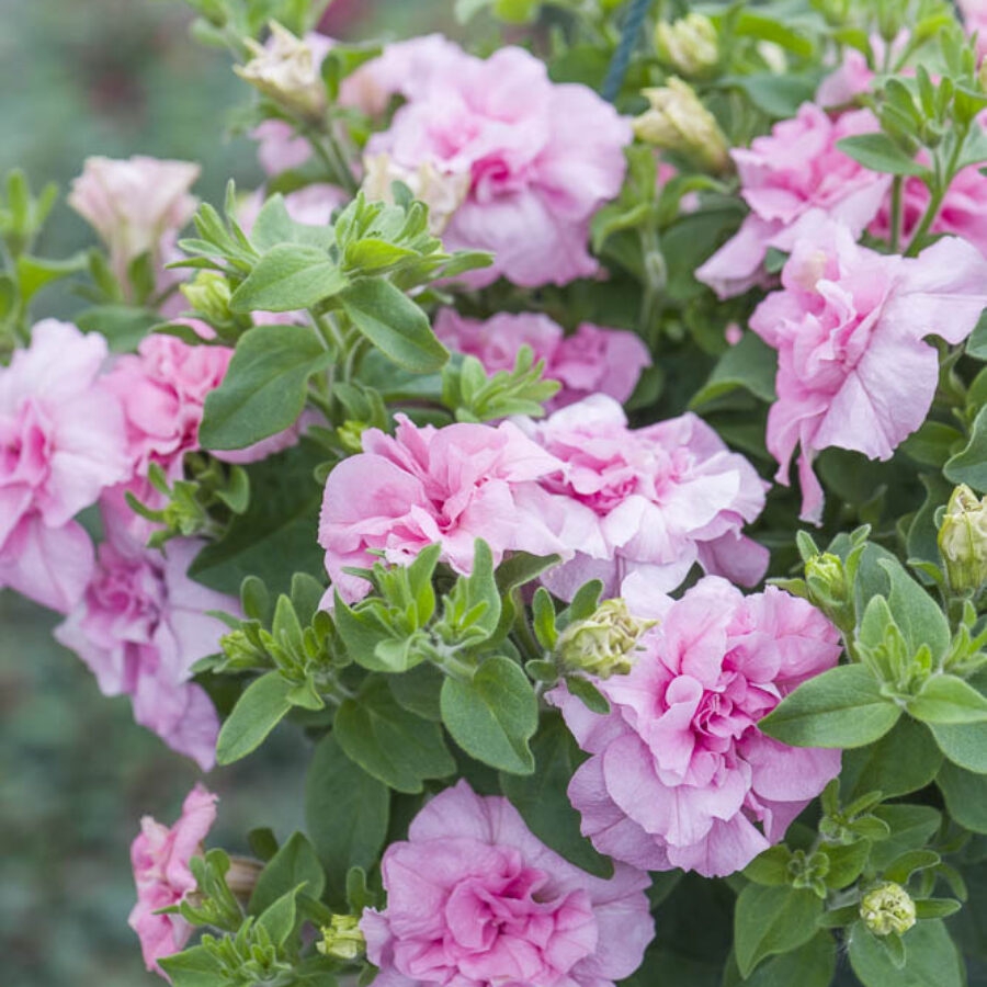 Fuji Flora Gardenjoy